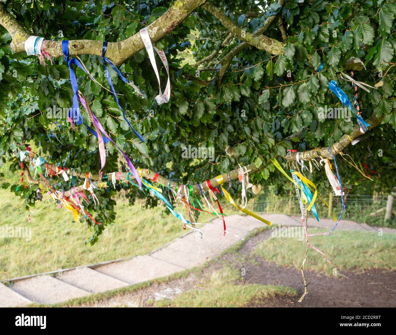 Ribbons tied to branches hi-res stock photography and images - Alamy