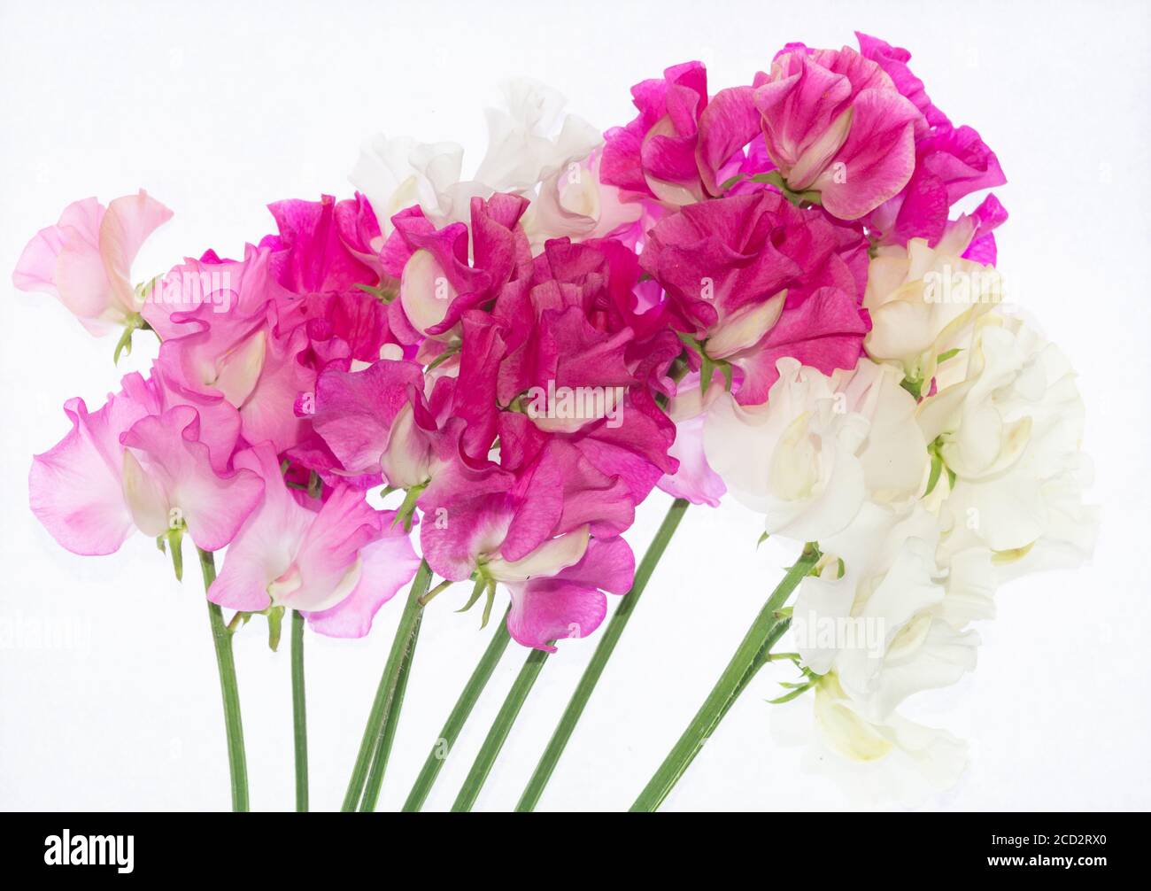 Sweet pea flowers on white background Stock Photo - Alamy