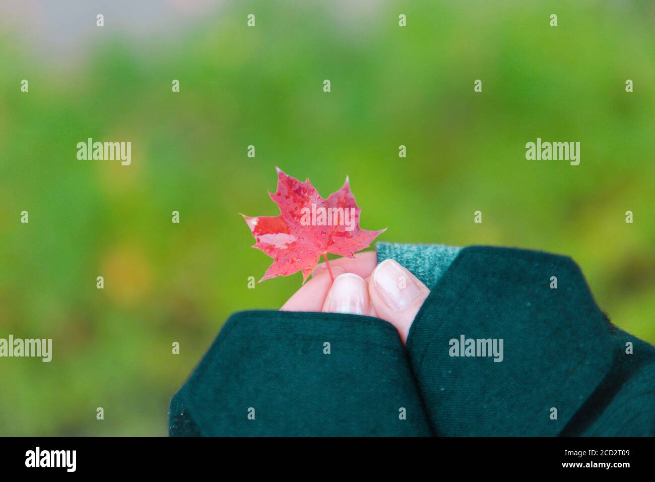 Autumn. A woman's hands hold a small leaf of red maple in her fingers ...