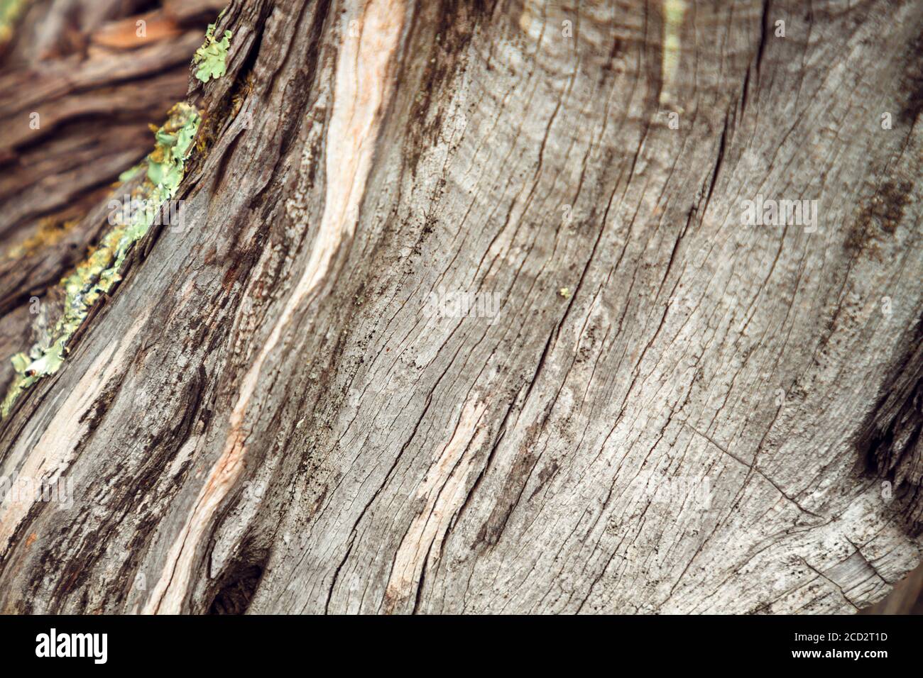 Juniper log hi-res stock photography and images - Alamy