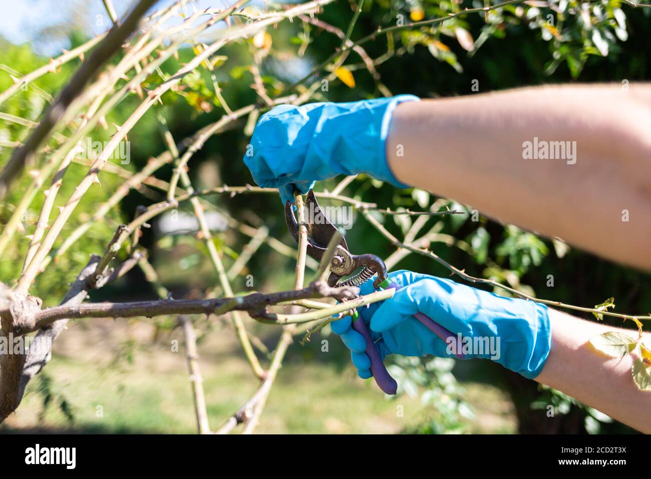 Man pruning tree hi-res stock photography and images - Alamy