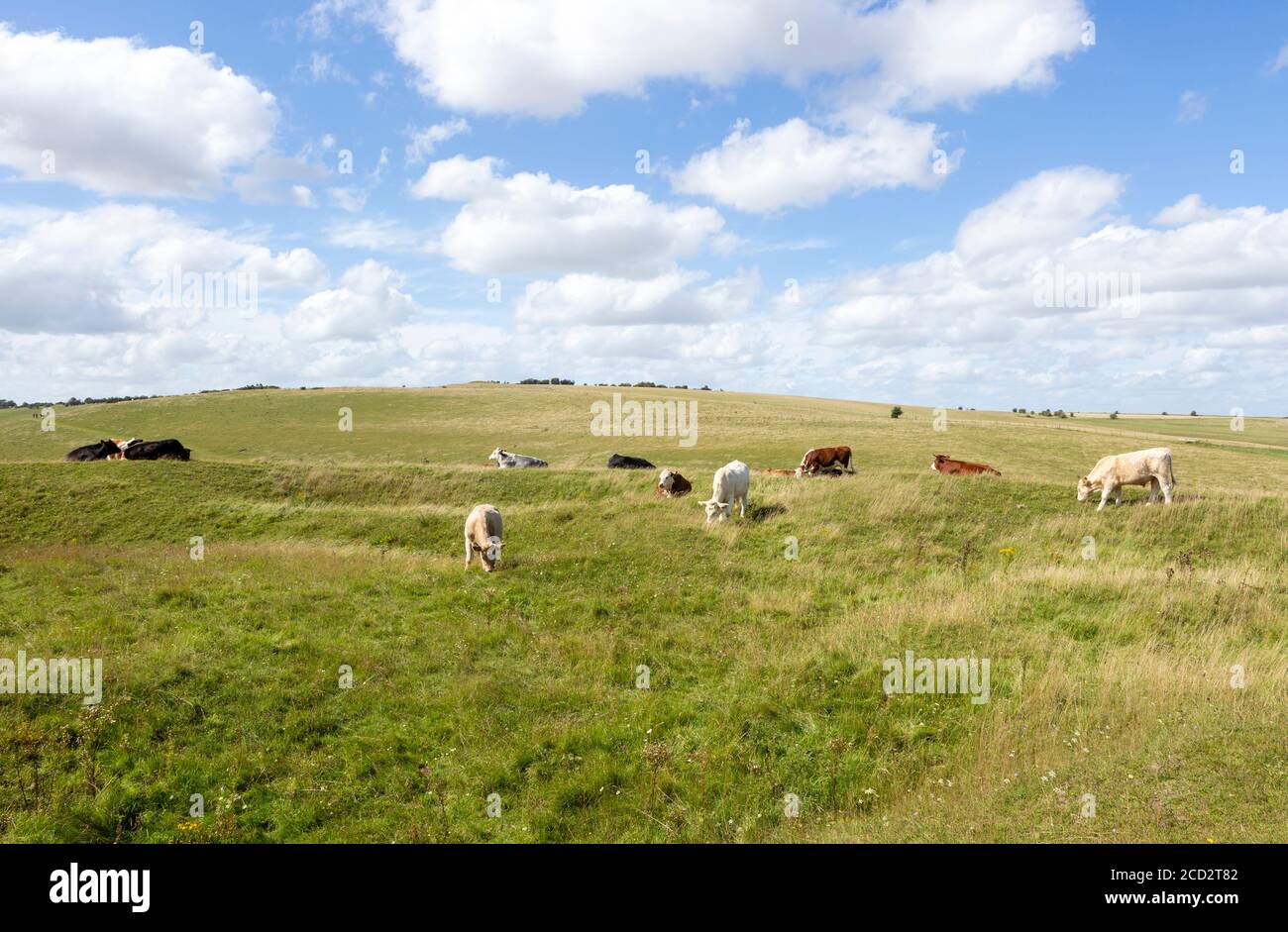 Chalk landscape cattle grazing North Wessex Downs AONB, Pewsey Downs ...