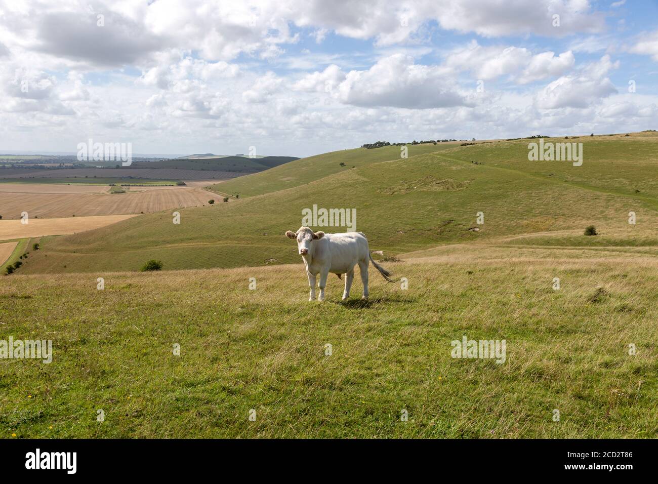Chalk landscape one single cow standing alone scarp slope North Wessex ...