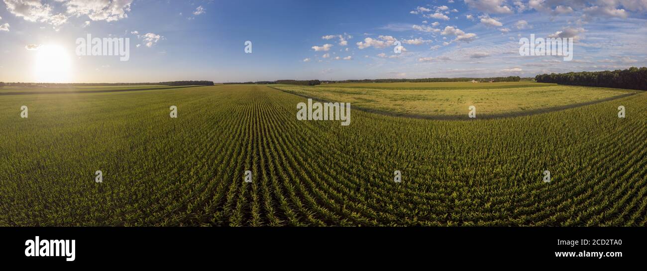 Panorama aerial view of corn field Stock Photo - Alamy