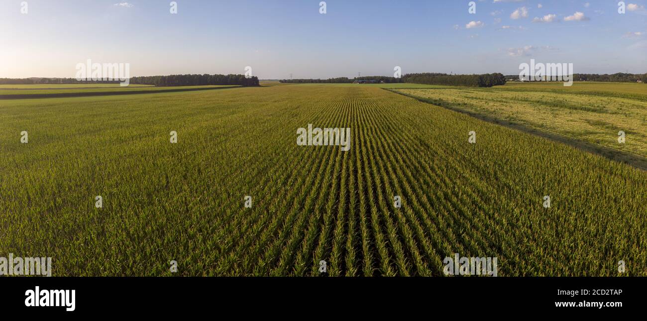 Corn field farmland aerial view Stock Photo - Alamy