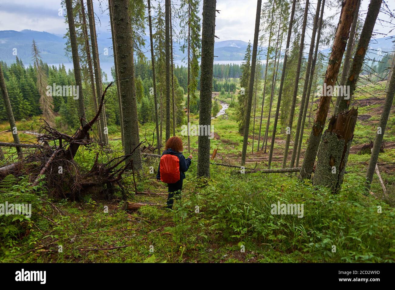Woman tourist with raincoat and backpack hiking through mountain pine ...