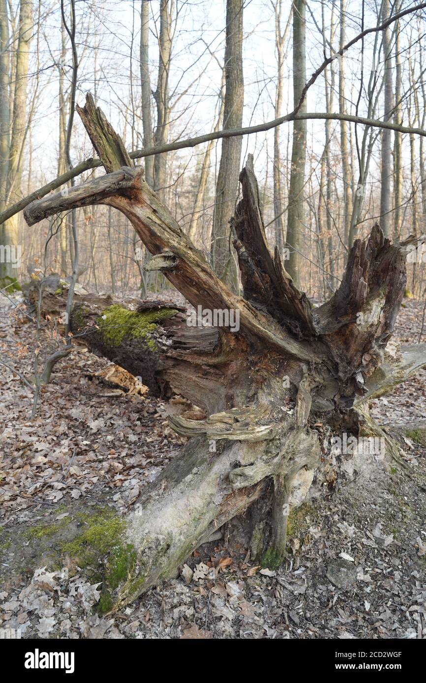 Star shaped root in the forest Stock Photo - Alamy