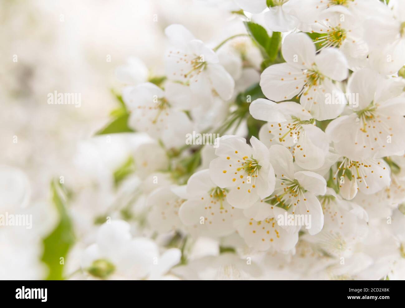 Bunch of cherry hi-res stock photography and images - Alamy
