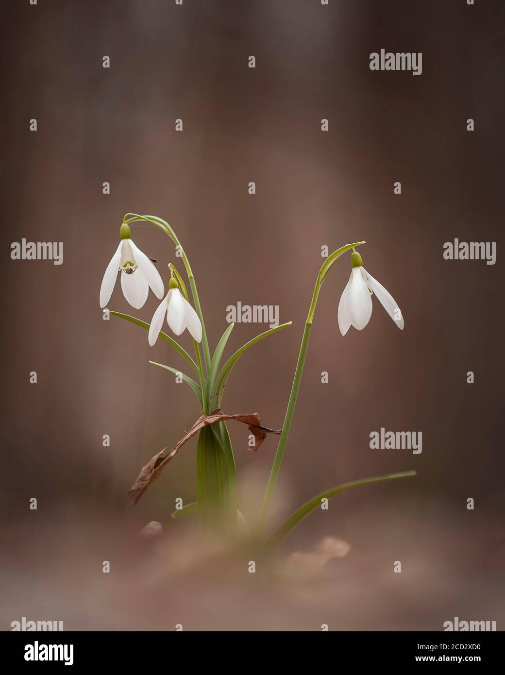 Vertical background of three snowdrops Stock Photo - Alamy
