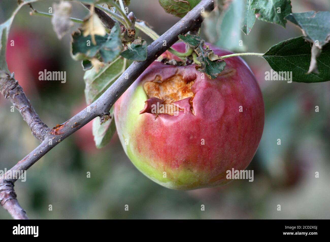 ripe apples before harvesting damaged by hail stones,image of a Stock ...