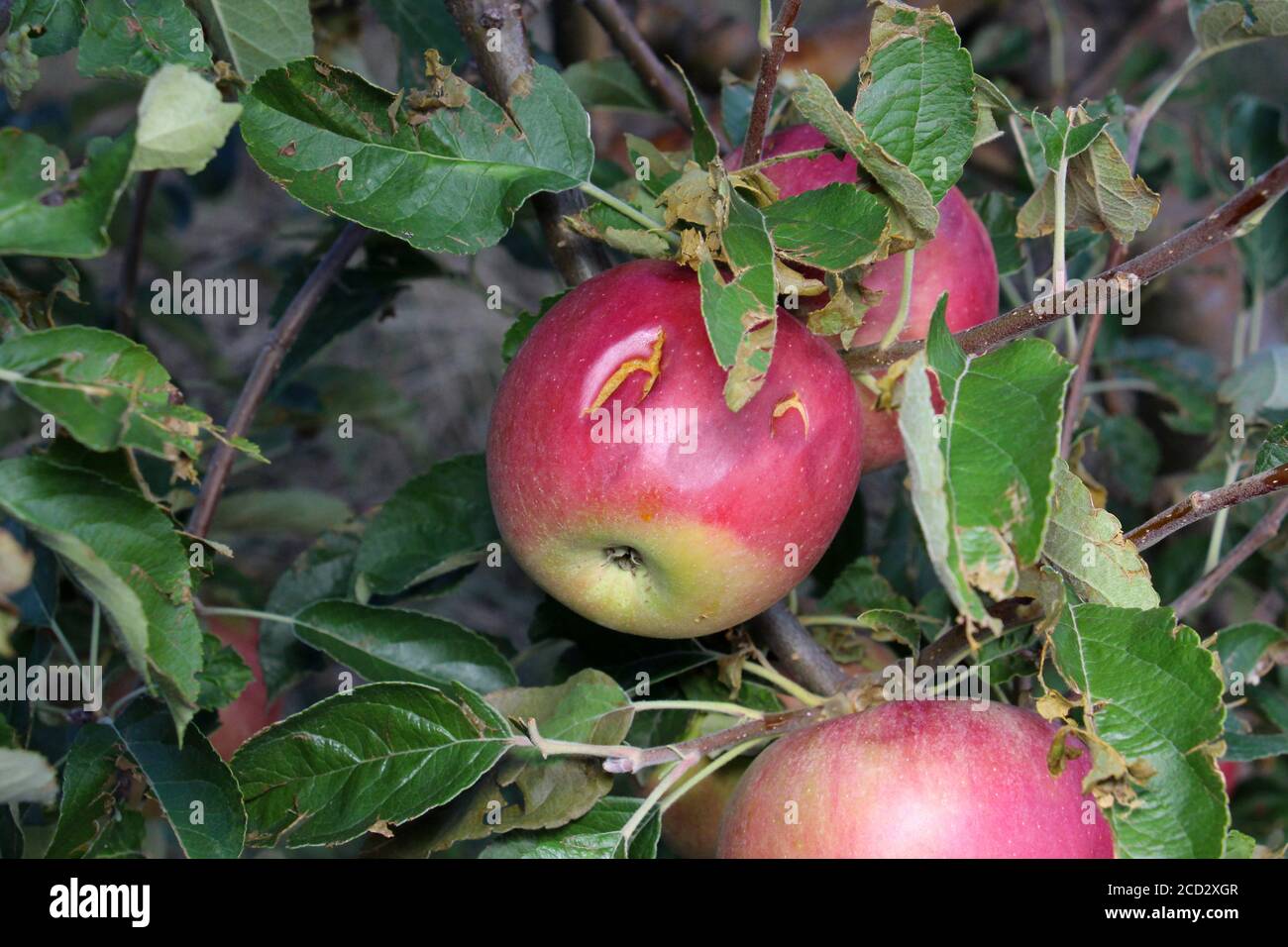 ripe apples before harvesting damaged by hail stones,image of a Stock ...