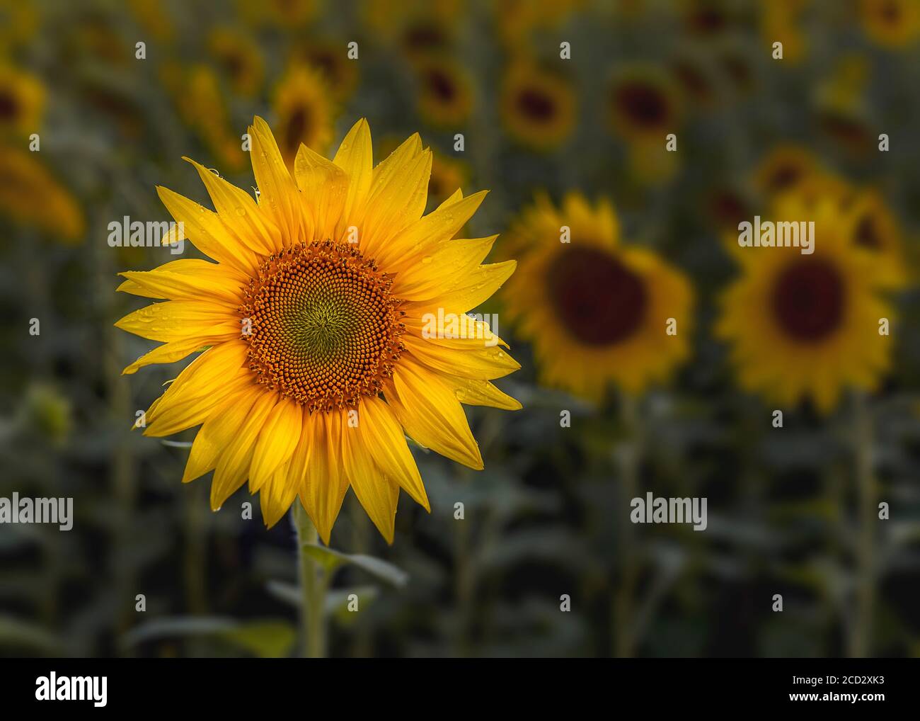 Sunflower on the field, closeup view of sunflower Stock Photo - Alamy