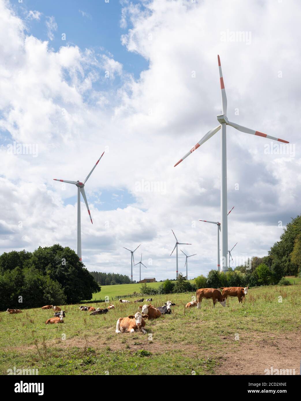 Germany cows wind turbine hi-res stock photography and images - Alamy
