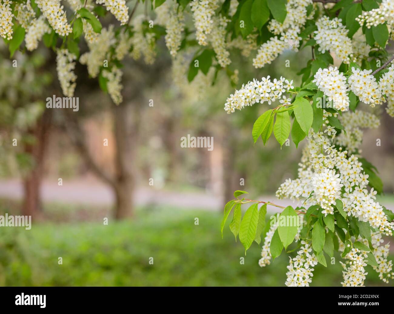 Background of bird cherry tree; frame of bird cherry tree Stock Photo ...