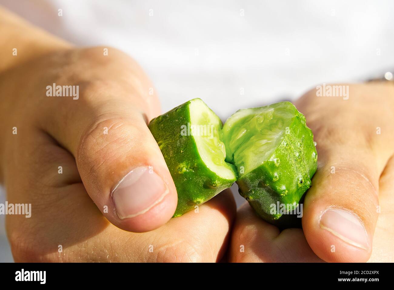 ripe cucumber is broken in half in hands close-up. Checking quality ...