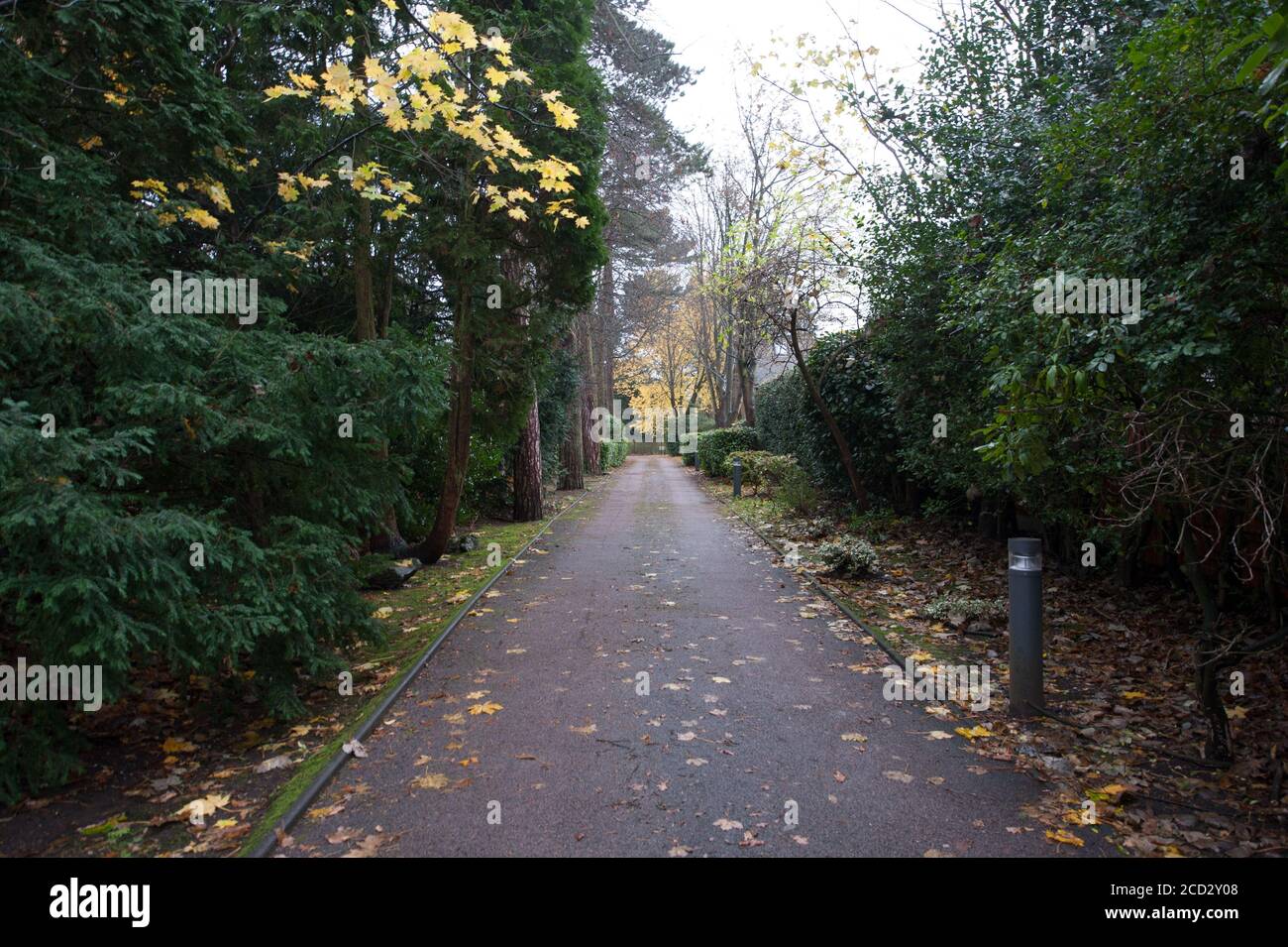 Tree lined country lane Stock Photo - Alamy