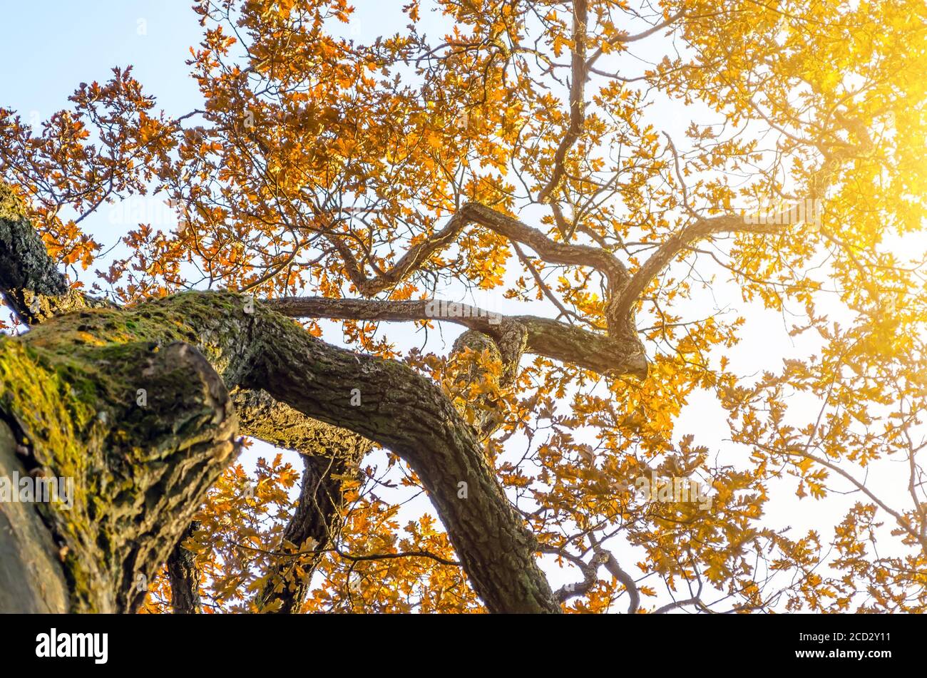 Curved branch hi-res stock photography and images - Alamy