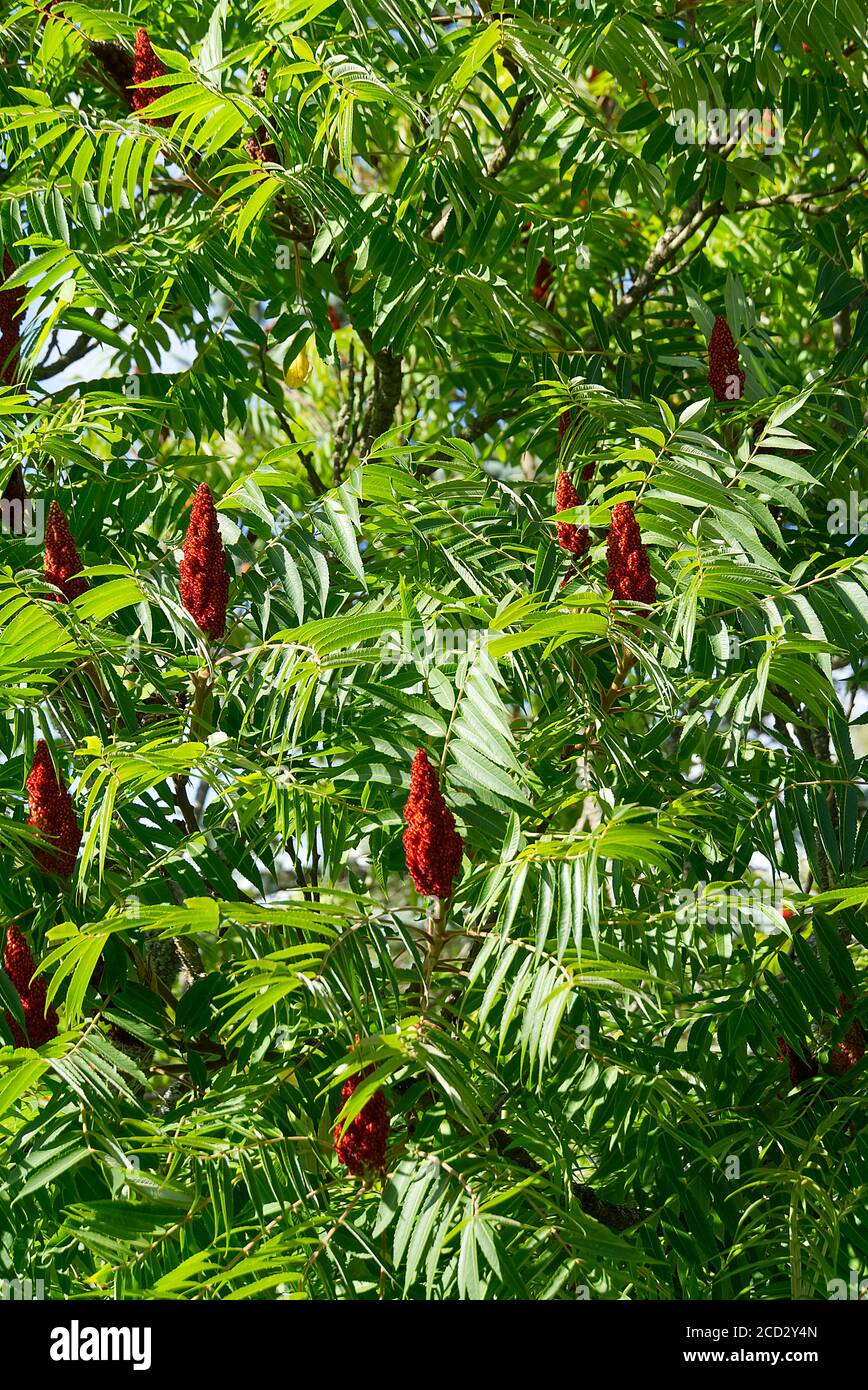 Rhus typhina red blossom sumac tree hi-res stock photography and images ...