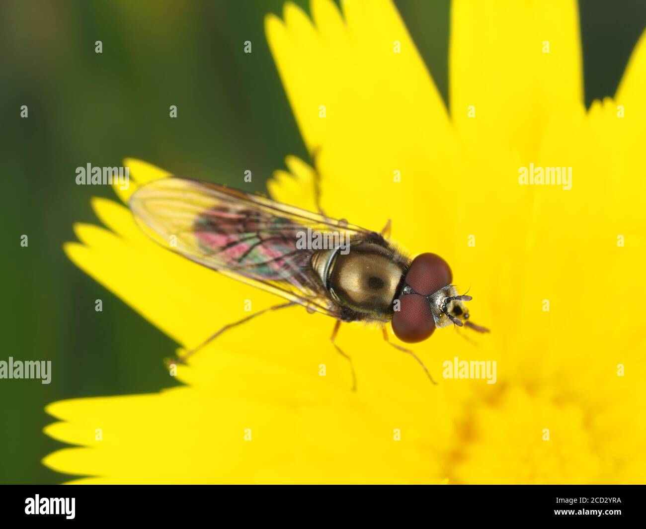 Hoverfly pollination image hi-res stock photography and images - Alamy