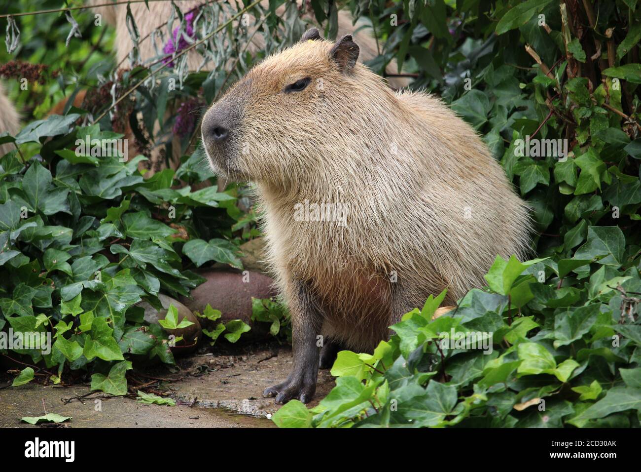 Closeup shot of a Capybara in the greenery Stock Photo - Alamy