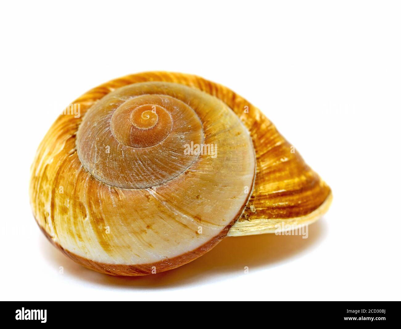 Sea shell colors Cut Out Stock Images & Pictures - Alamy