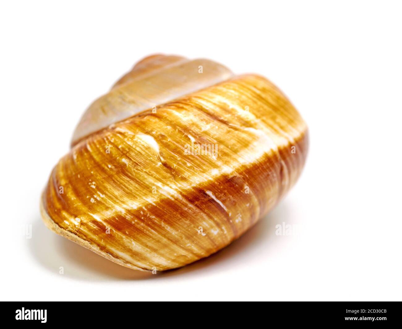 Snails curves hi-res stock photography and images - Alamy