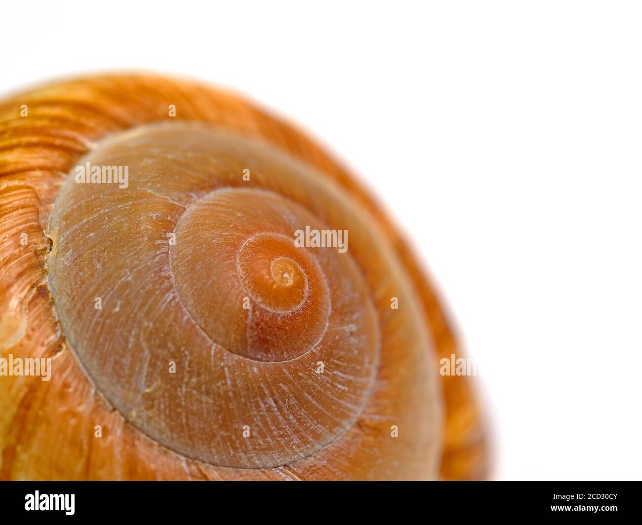 Snails casing hi-res stock photography and images - Alamy