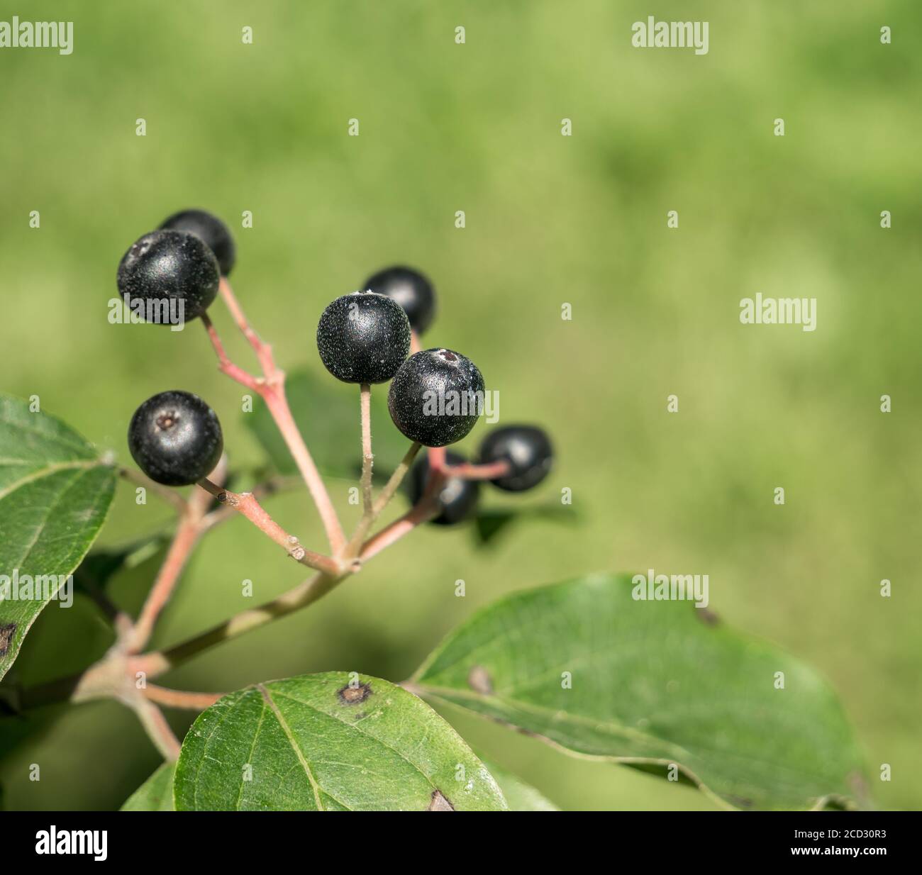 Close up with black chokeberry (Aronia melanocarpa) small black fruits on a branch Stock Photo ...