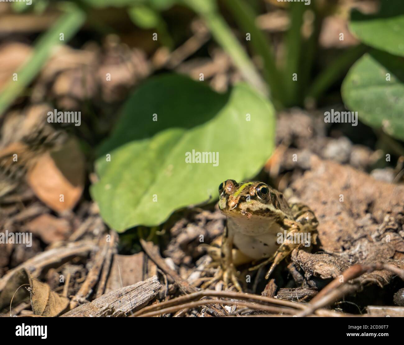 A common water frog or the edible frog sitting on the ground Stock ...