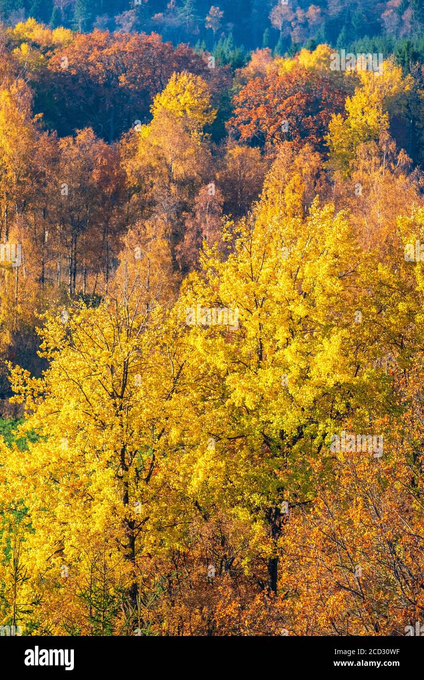 Colorful deciduous trees in the forest Stock Photo - Alamy