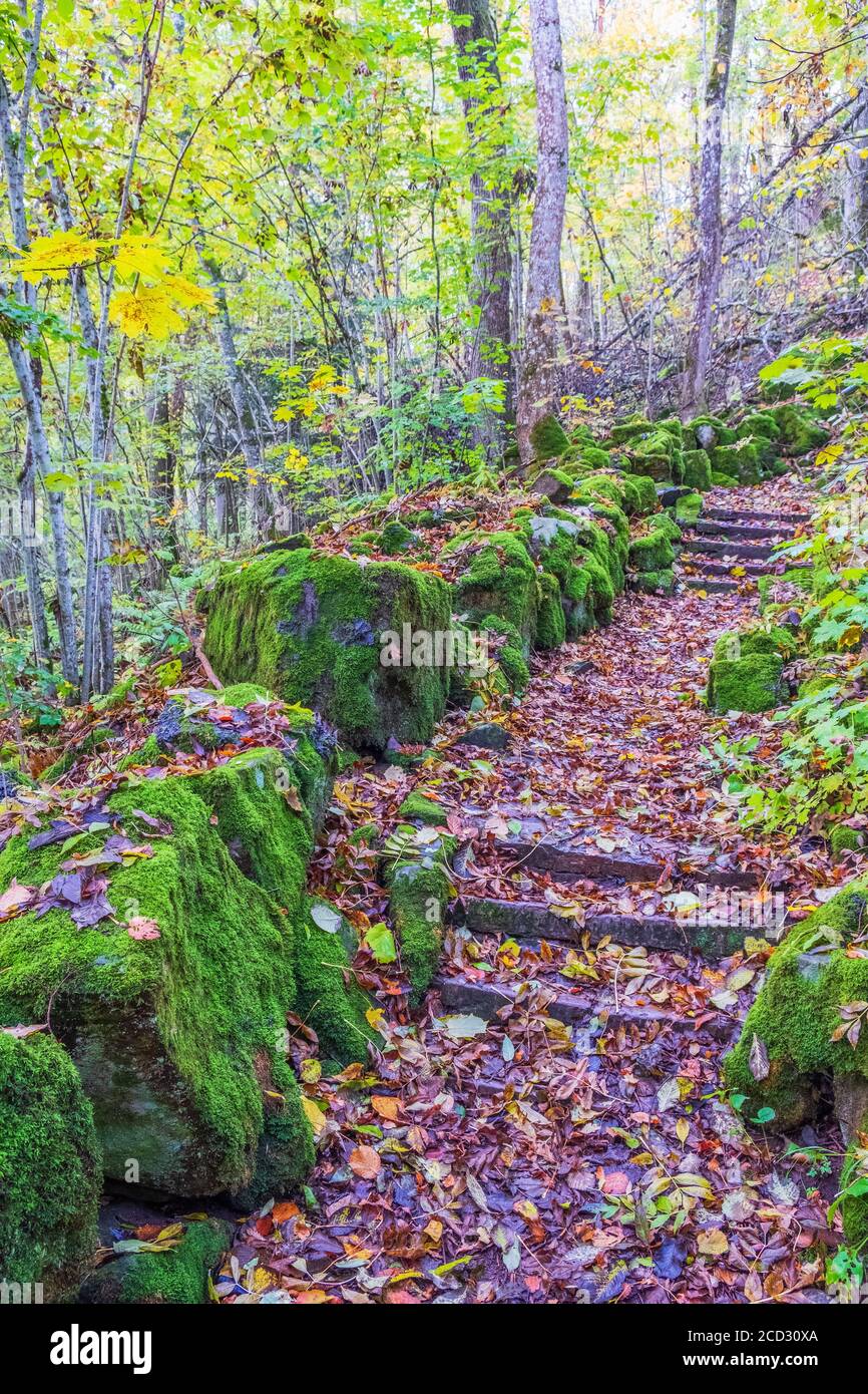 Woods forest step steps calm hi-res stock photography and images - Alamy