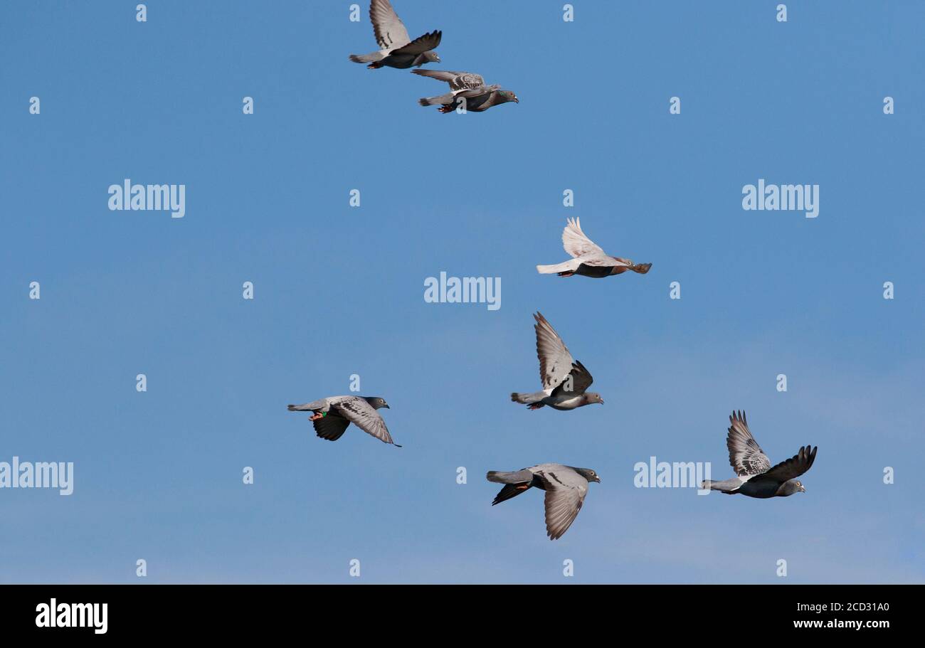 flock of speed racing pigeon flying against clear blue sky Stock Photo ...