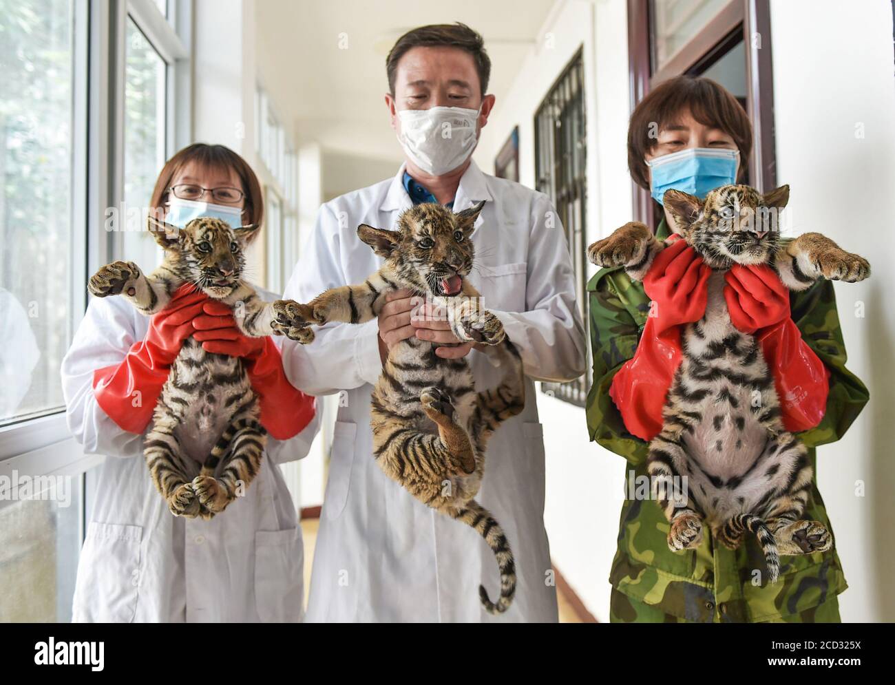 Three South China tiger cubs were born in April in China's primary zoo ...