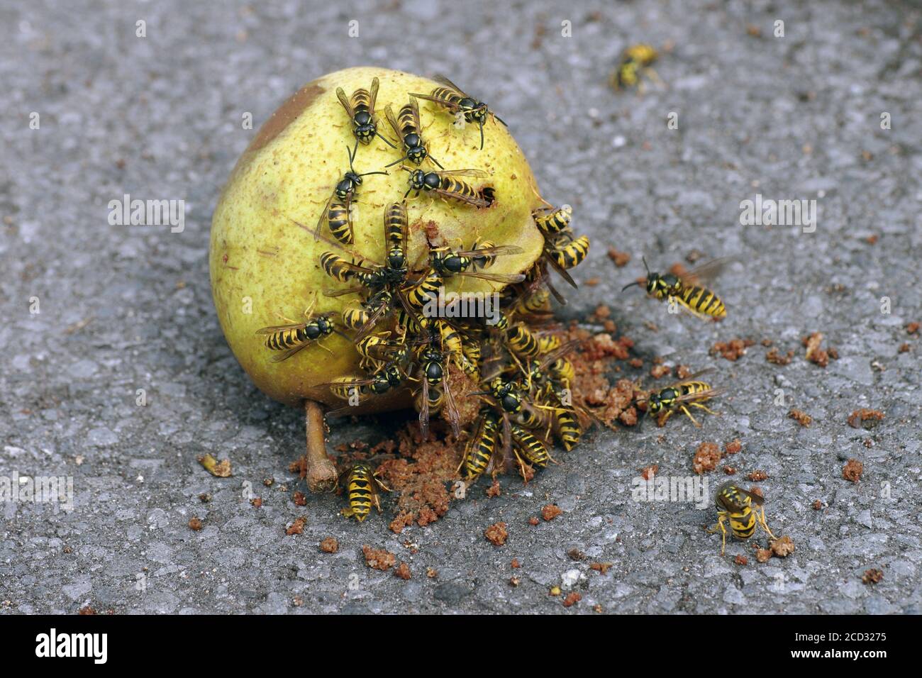 Dangerous Insects High Resolution Stock Photography and Images - Alamy