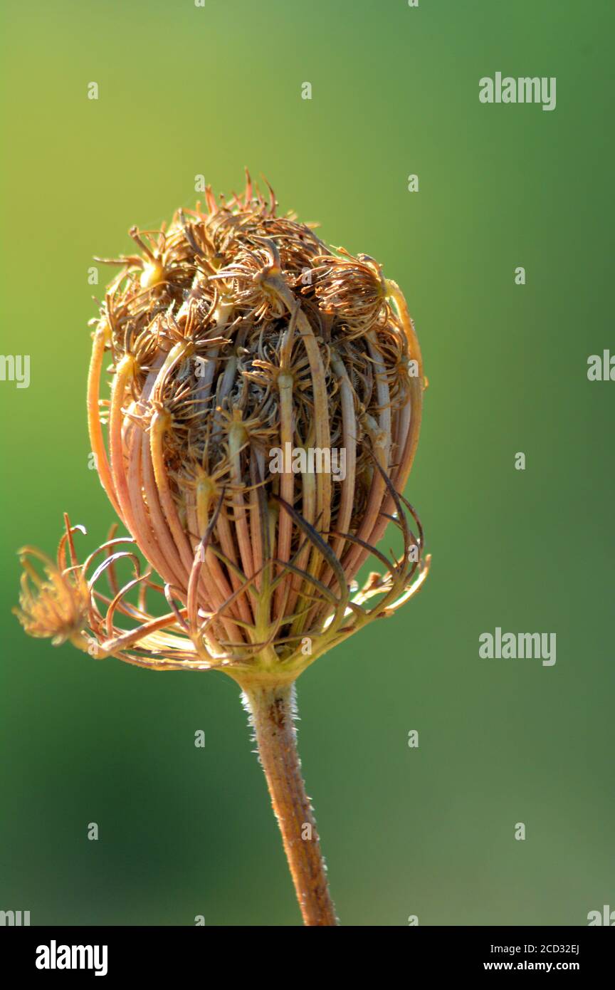 Plants dried in the sun due to drought in Southern Italy Stock Photo ...