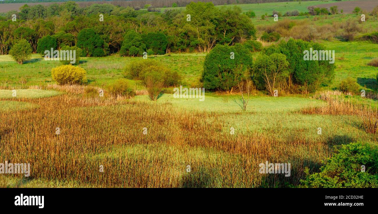 Green Grass Field .Landscape with beautiful trees Stock Photo - Alamy
