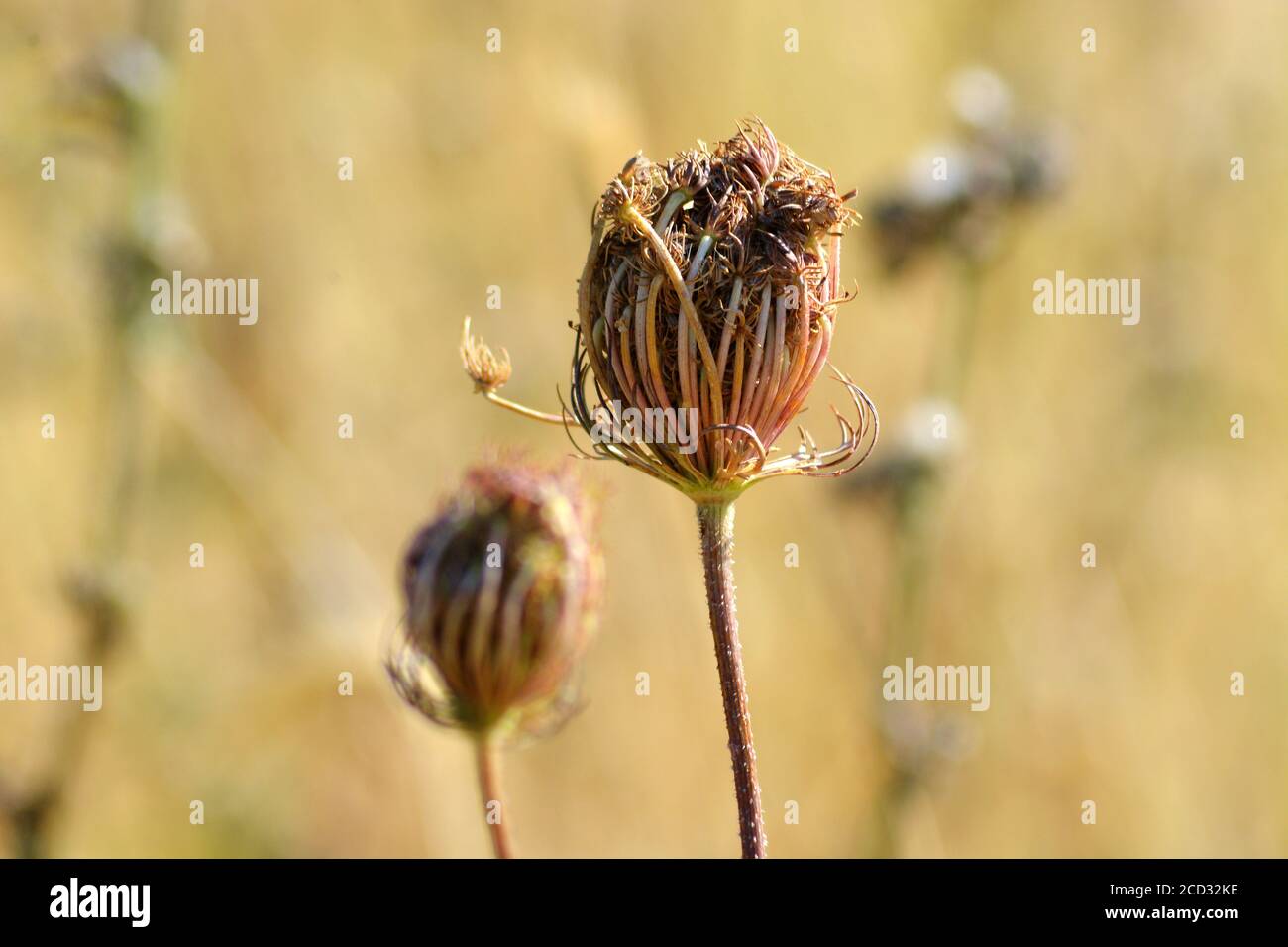 Plants dried in the sun due to drought in Southern Italy Stock Photo ...
