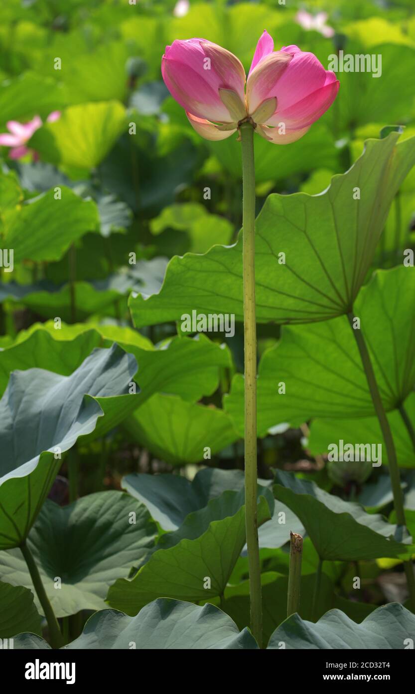 Twin lotus flowers hi-res stock photography and images - Alamy