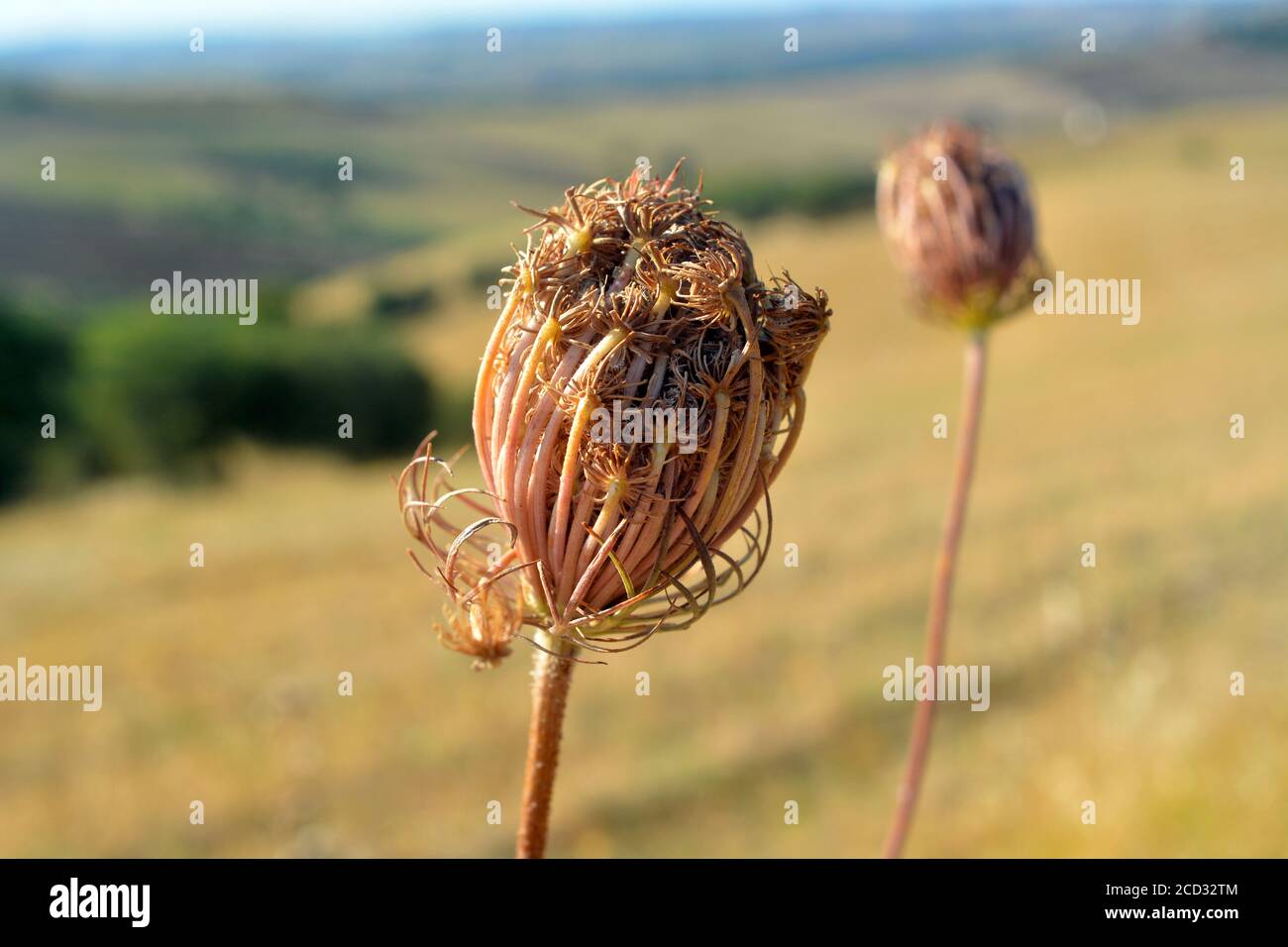 Plants dried in the sun due to drought in Southern Italy Stock Photo ...