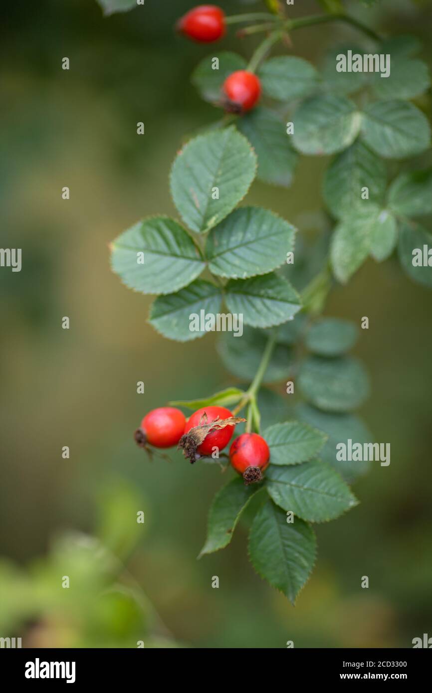 Vertical shot of red rosehips on a tree branch Stock Photo - Alamy