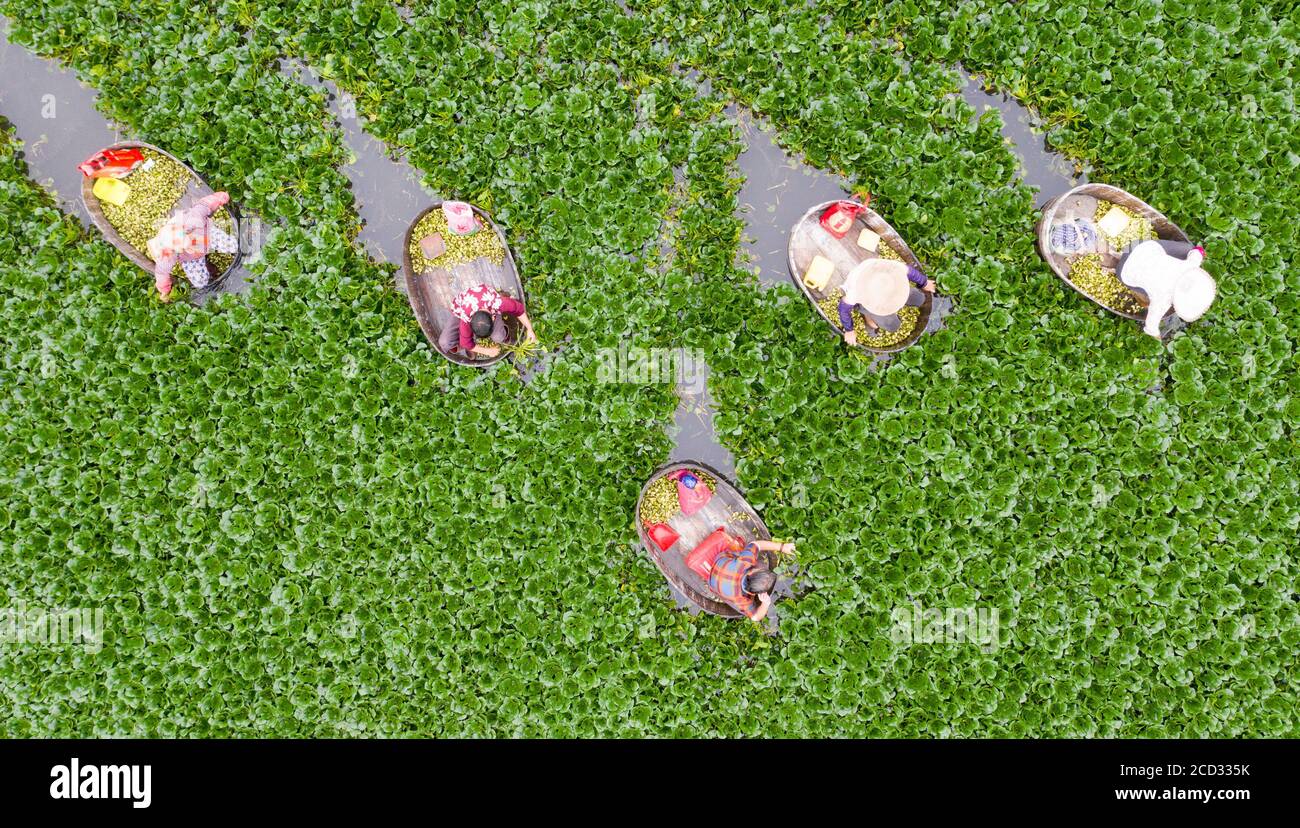 Aerial view of farmers picking water caltrop at Bailian Farm in Huai'an ...