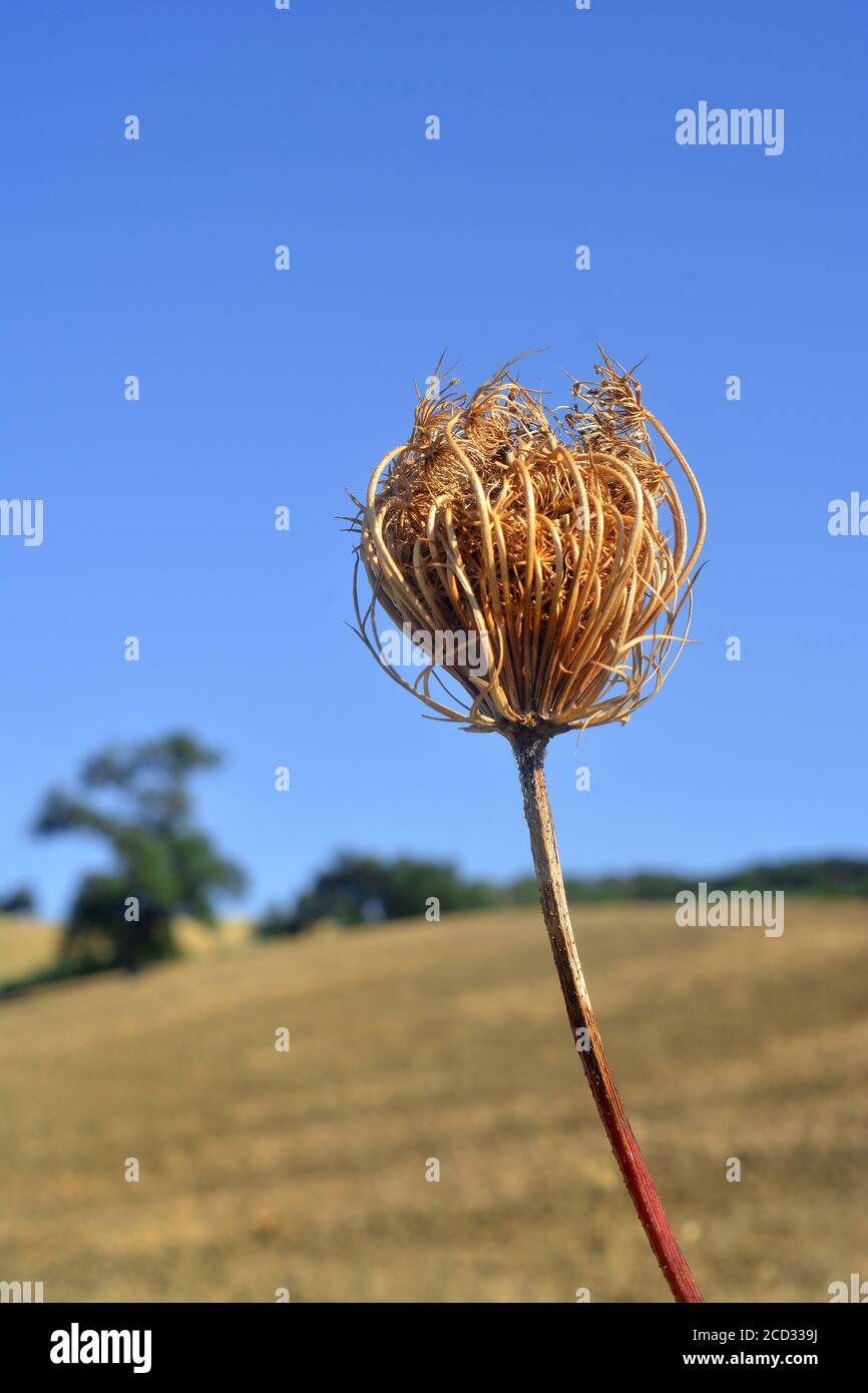 Plants dried in the sun due to drought in Southern Italy Stock Photo ...