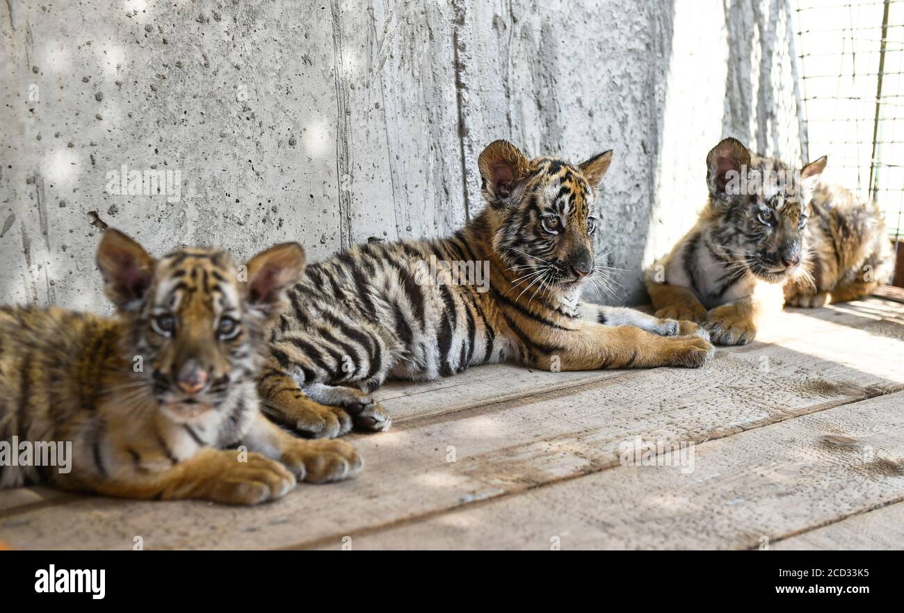 Three South China tiger cubs were born in April in China's primary zoo ...