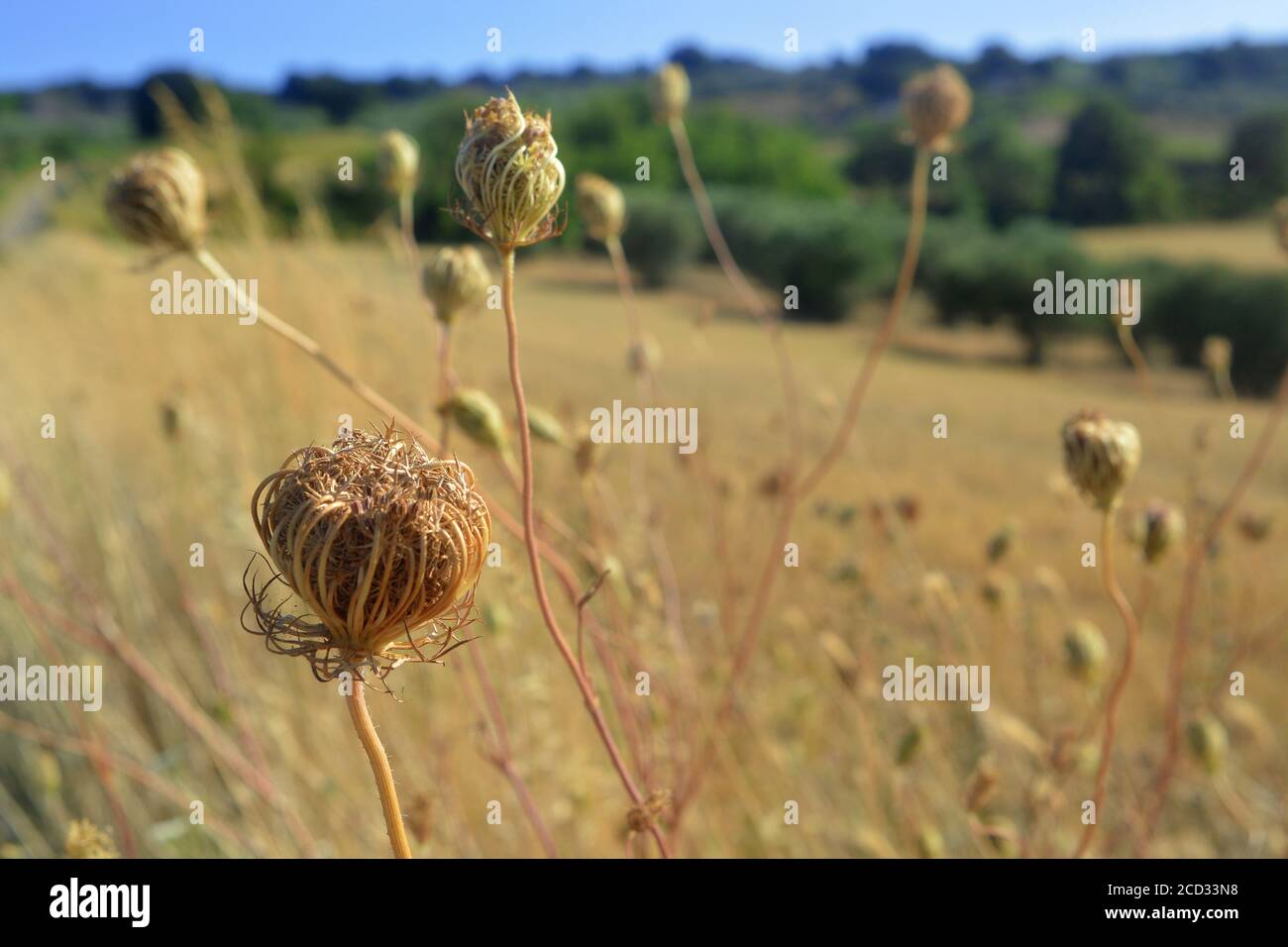 Plants dried in the sun due to drought in Southern Italy Stock Photo ...