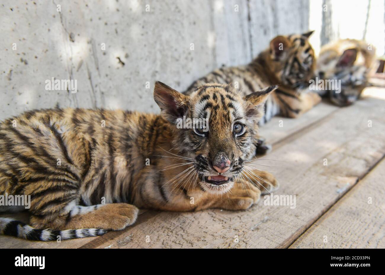 Three South China tiger cubs were born in April in China's primary zoo ...