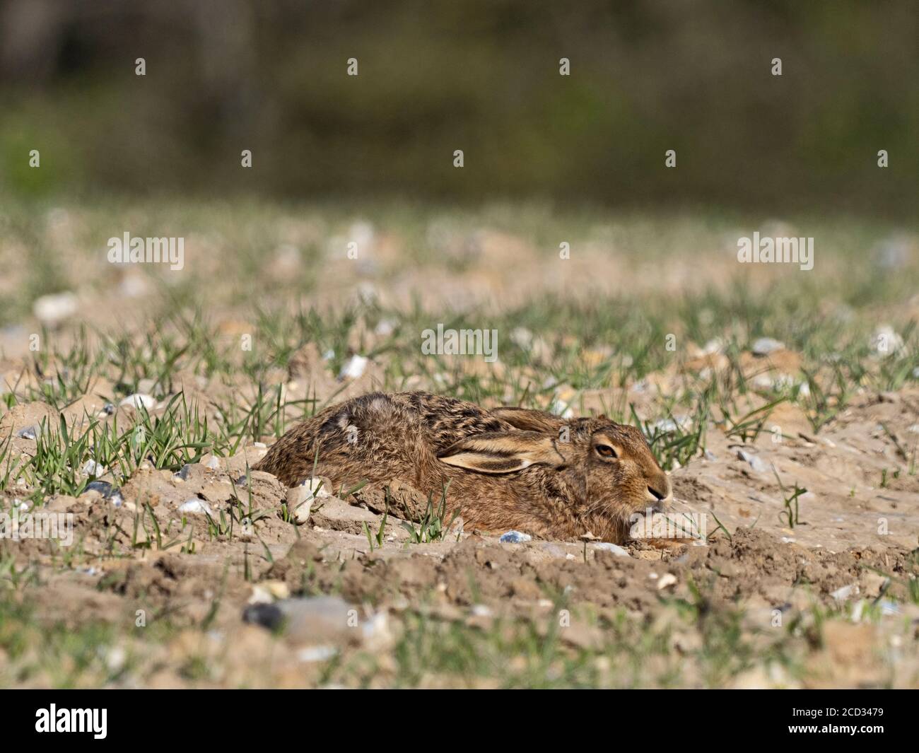Brown Hare, Lepus europaeus, laying in a form, Norfolk, spring Stock ...