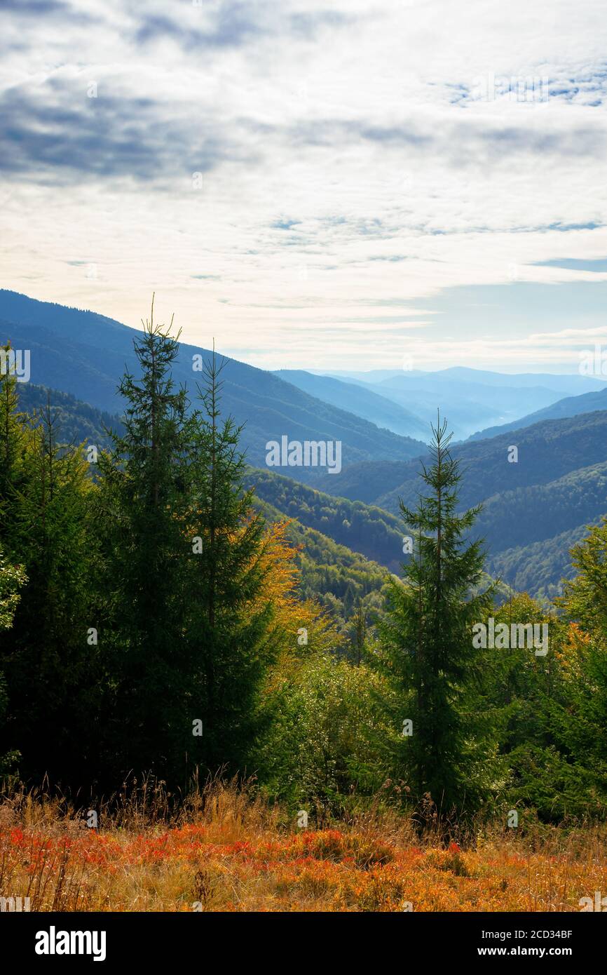 Grassy enviroment hi-res stock photography and images - Alamy