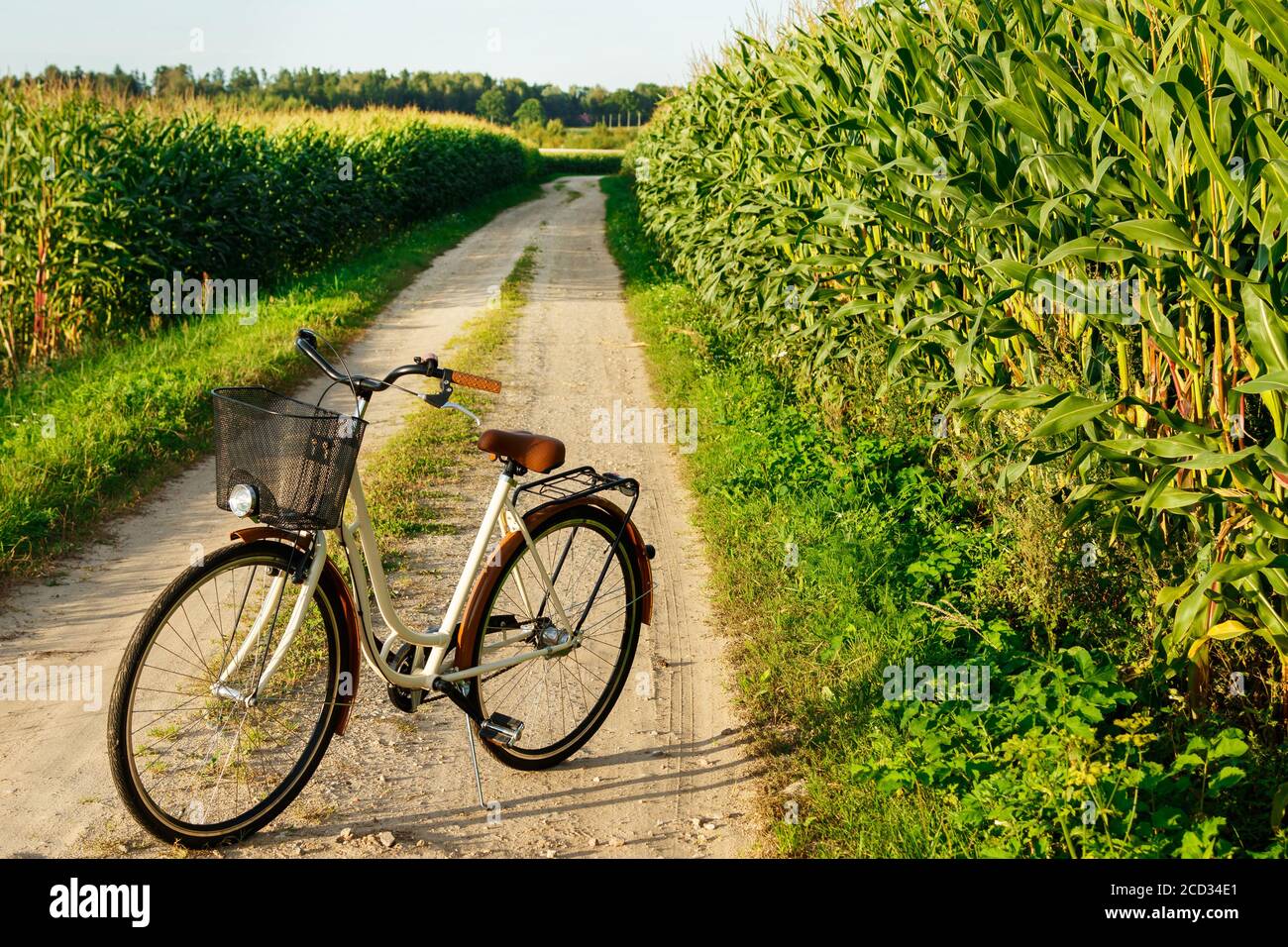Country road in corn field hi-res stock photography and images - Alamy