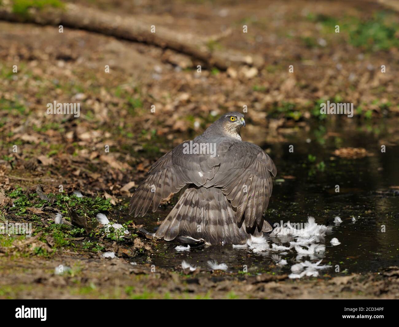 Mantling hi-res stock photography and images - Alamy