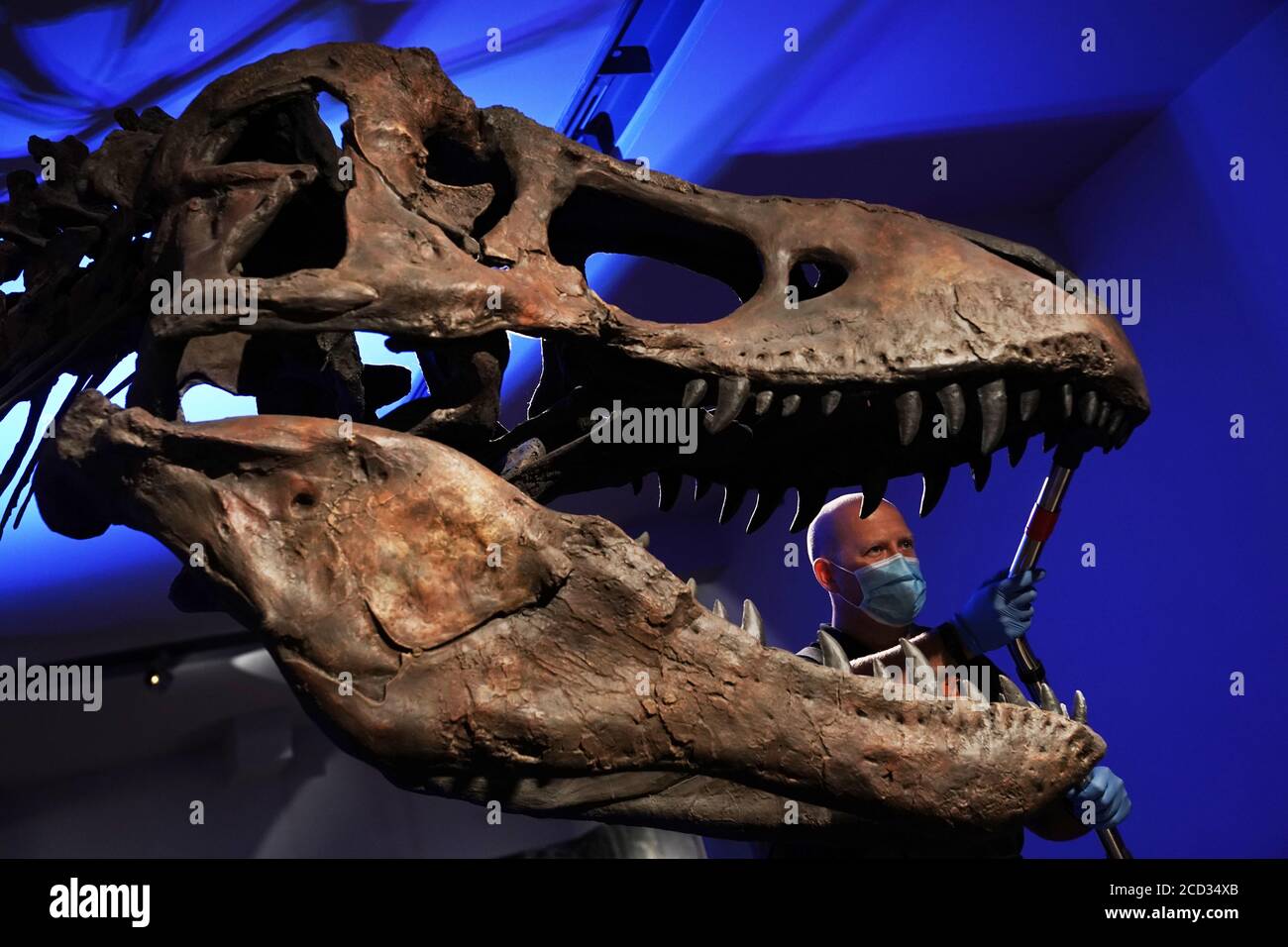 Clean rex hi-res stock photography and images - Alamy